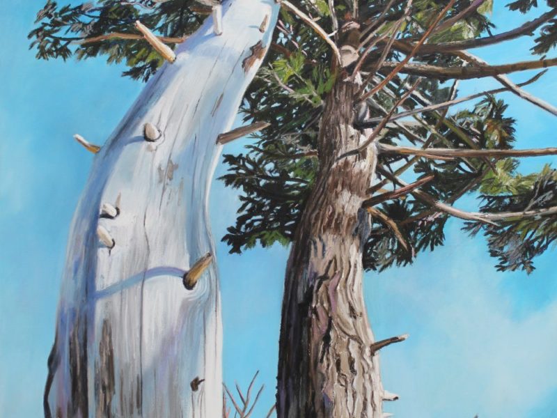 Bonnie Baker - September Artist Profile - Visual Arts Nova Scotia